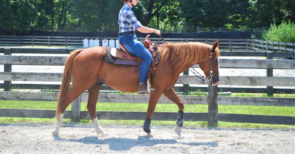 Home Horse Riding Lesson Plans Summer Camp Curriculum home-horse-riding-lesson-plans-summer-camp-curriculum