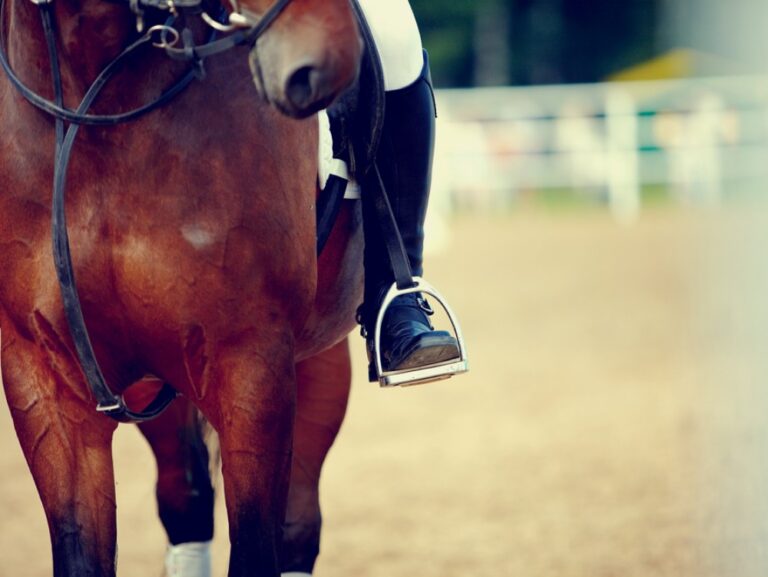 Riding Lesson Plans - Horse Riding Lesson Plans & Summer Camp Curriculum
