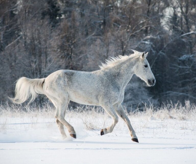 Riding Lesson Plans - Horse Riding Lesson Plans & Summer Camp Curriculum